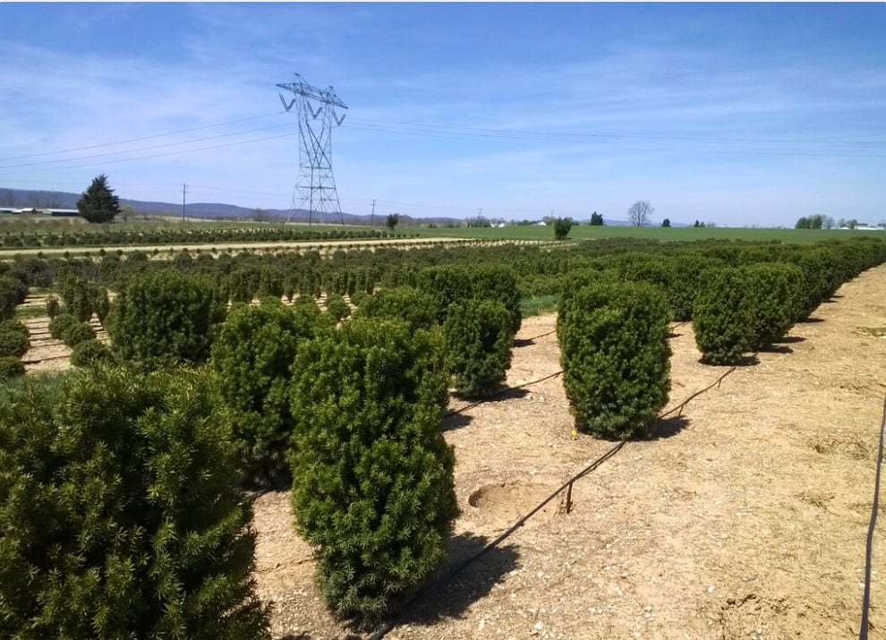 Plant of the Month: Winter Hardy ‘Hicksii’ Yew