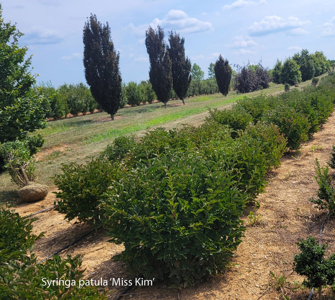 Plant of the Month: Syringa Patula ‘Miss Kim’