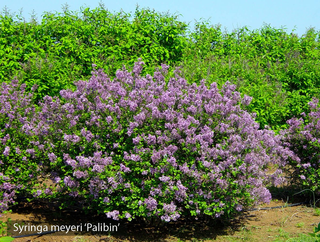 Plant of the Month: Syringa Patula ‘Miss Kim’
