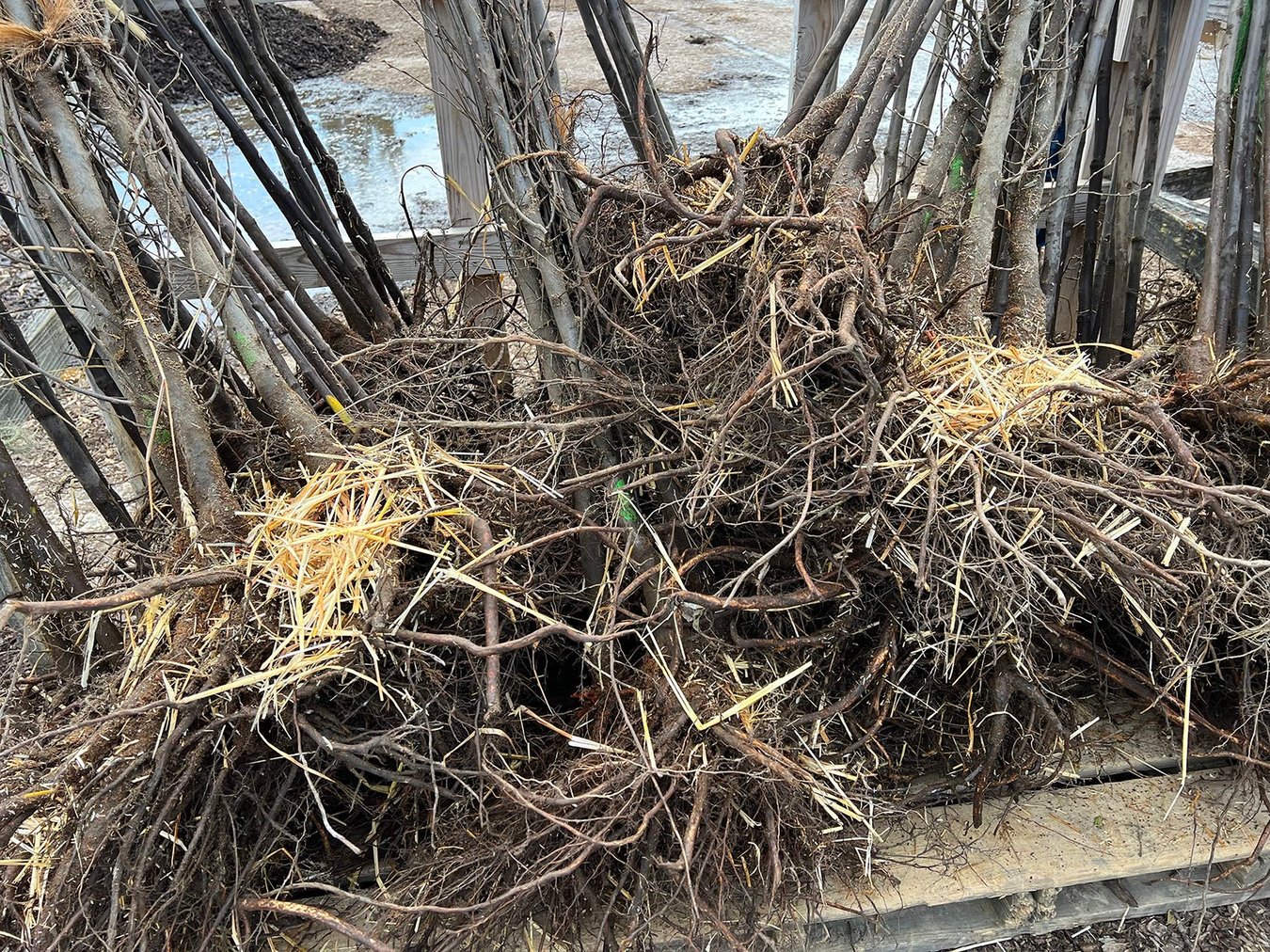 Root Flare: How Planting Depth Impacts the Longevity of Nursery Trees ...