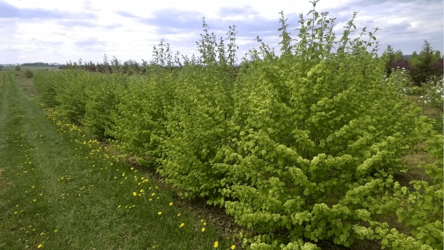 Plant of the Month: Prolific Blooming Viburnum plicatum 'Popcorn'