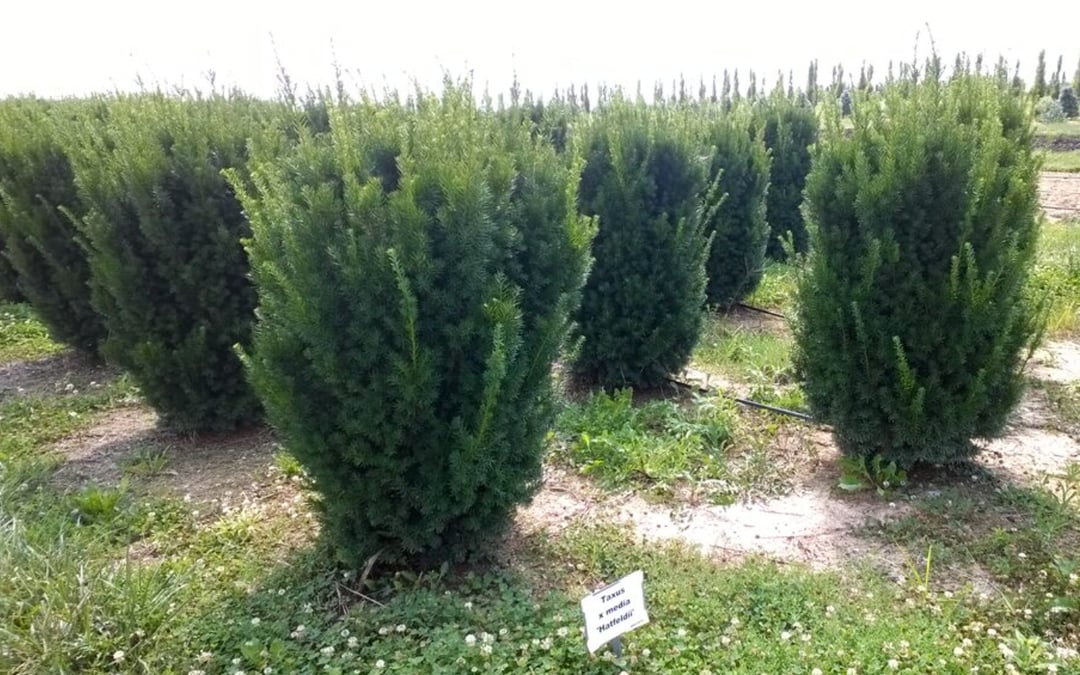 Plant of the Month: Winter Hardy ‘Hicksii’ Yew