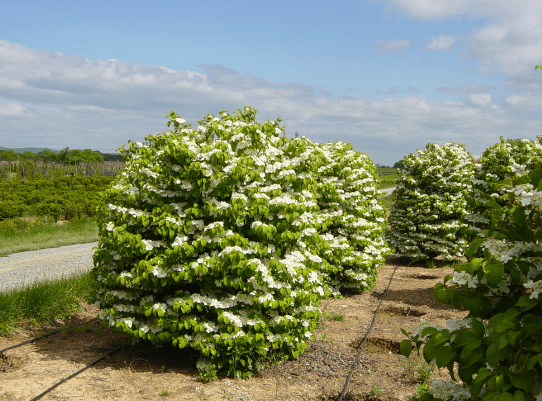 Plant of the Month: Prolific Blooming Viburnum plicatum 'Popcorn'