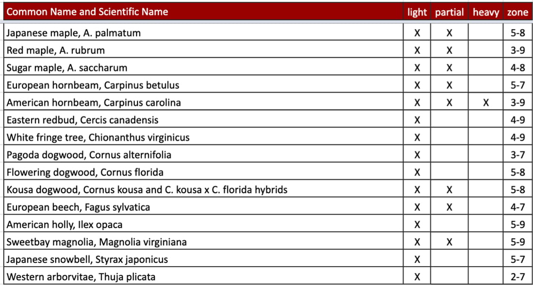 Shade Loving Shrubs and Trees - It's a Matter of Degrees