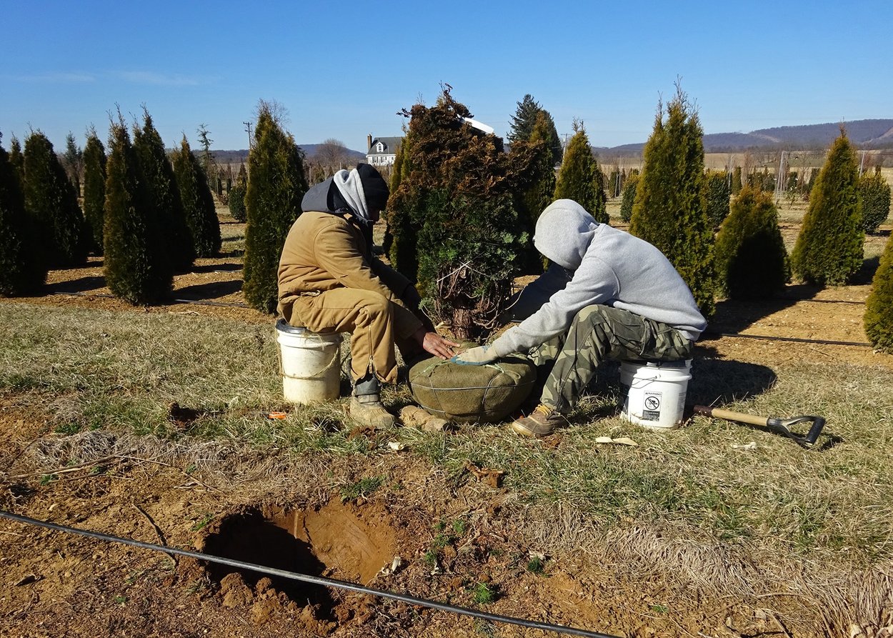 Landscape Trees and Shrubs: How Root Ball Size Relates to Success