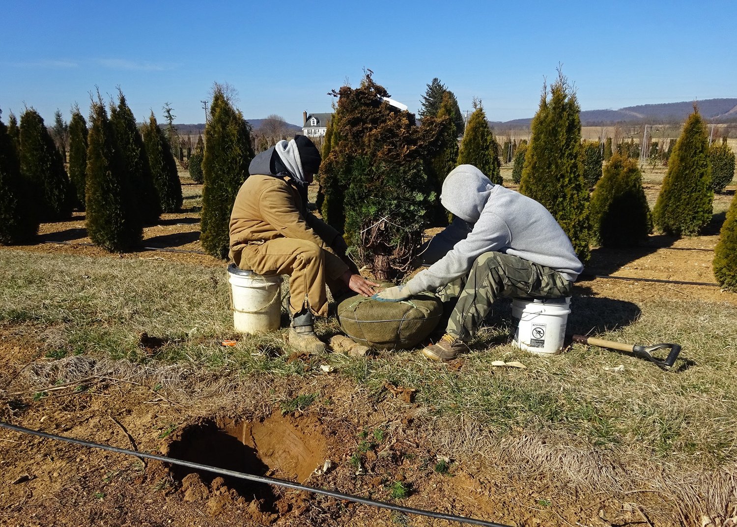 Landscape Trees and Shrubs: How Root Ball Size Relates to Success