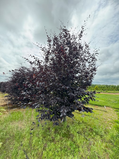 Fagus sylvatica ‘Riversii’: The Regal Purple European Beech
