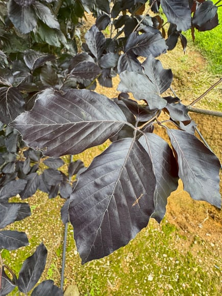 Fagus sylvatica ‘Riversii’: The Regal Purple European Beech