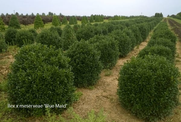 American Holly - One Rule for Pollination and Fruiting