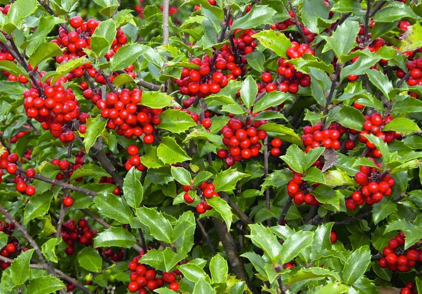 American Holly - One Rule for Pollination and Fruiting