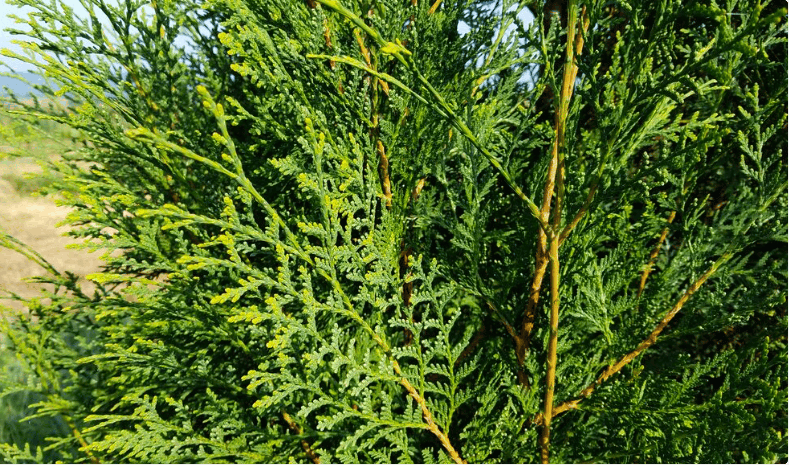 Plant of the Month: Thuja Occidentalis ‘Hetz Wintergreen’