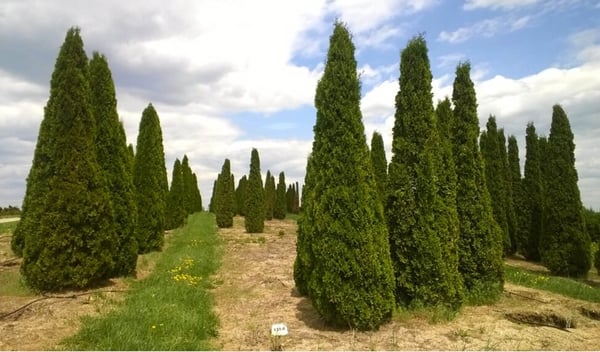 Plant of the Month: Thuja Occidentalis ‘Hetz Wintergreen’