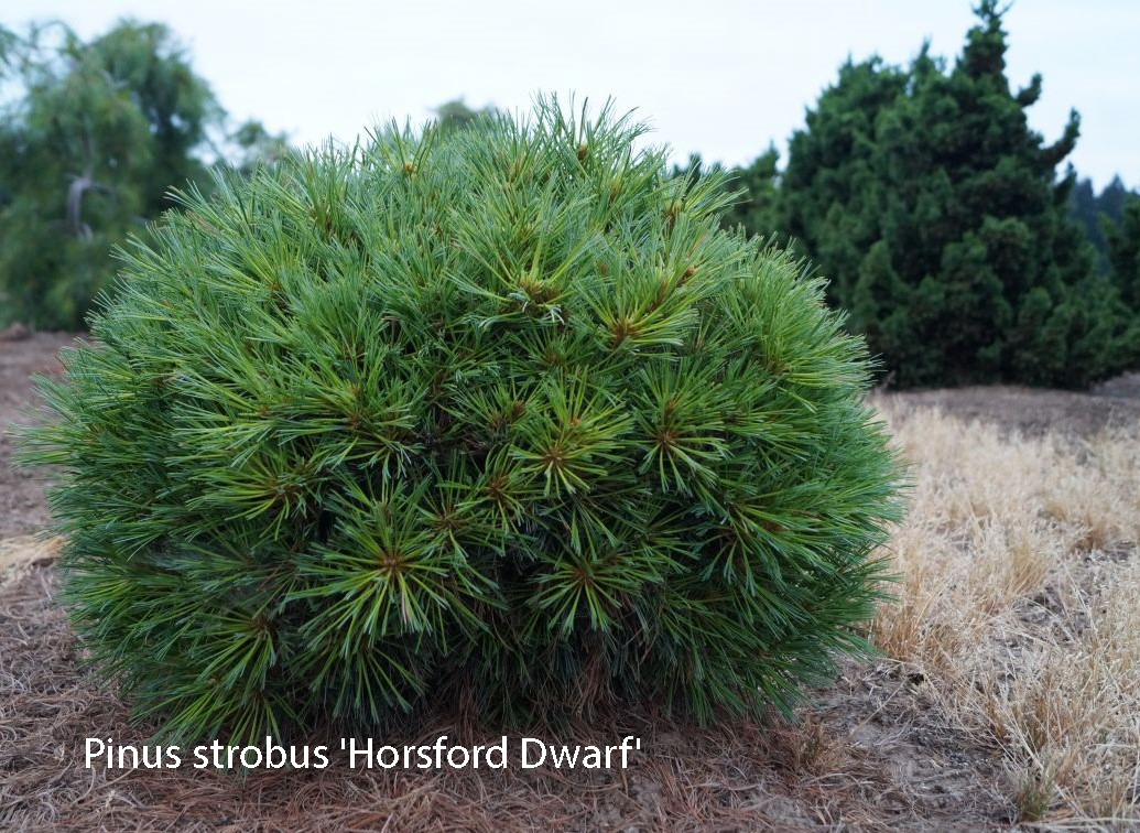 Under-utilized Cultivars Part Two: Dwarf and Slow-Growing Shrubs