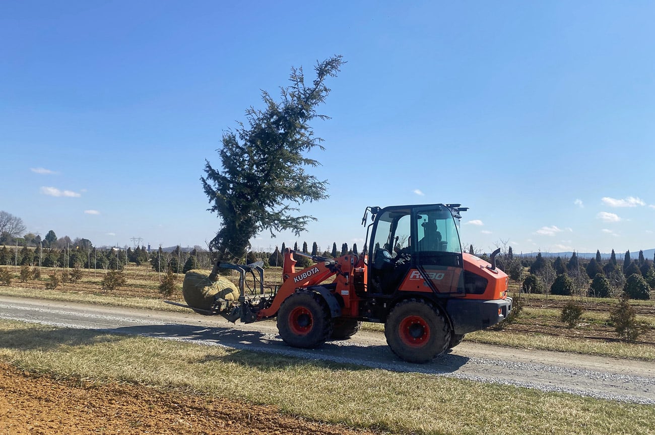 The Value of Field Grown Trees and Shrubs Compared to Container Grown