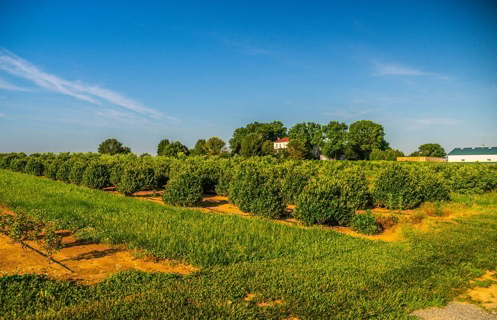 Wholesale Nursery Best Practices: Creating Strategic Planting Plans