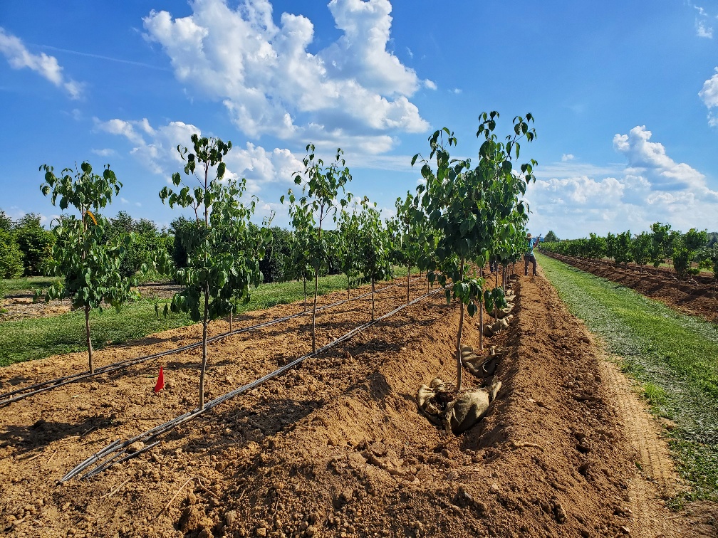 Root Flare: How Planting Depth Impacts the Longevity of Nursery Trees ...
