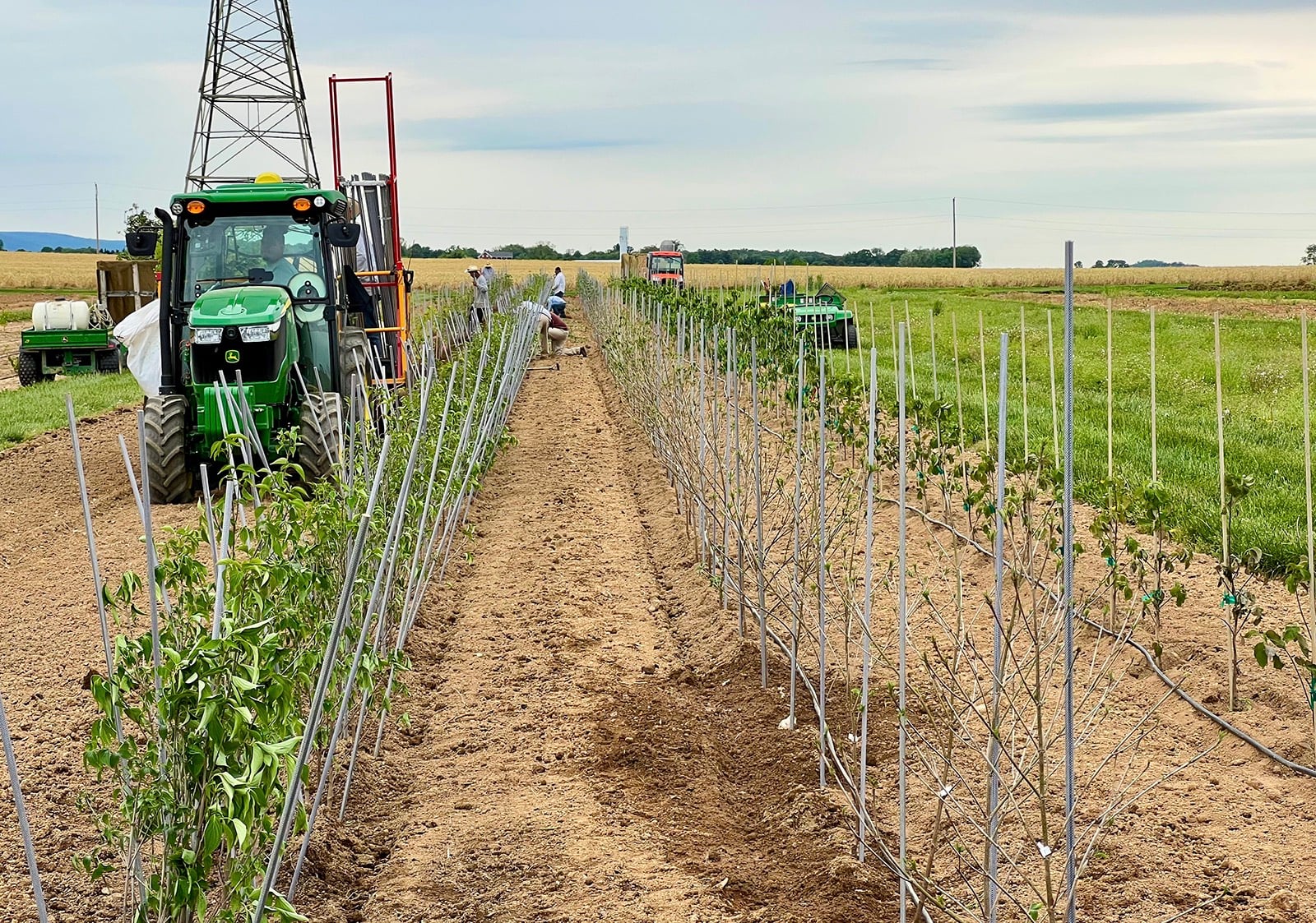 Giving Landscaping Trees a Good Start at the Nursery