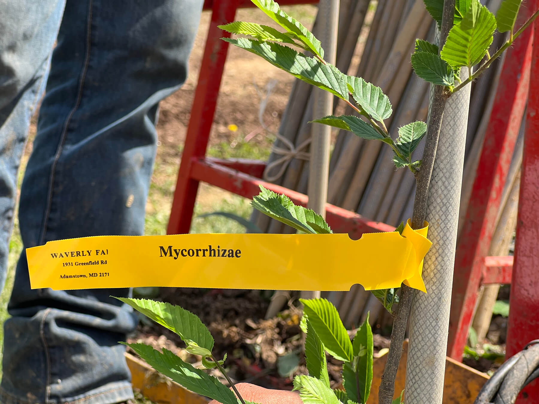 Will Mycorrhizal Inoculants Produce a Better Nursery Plant?