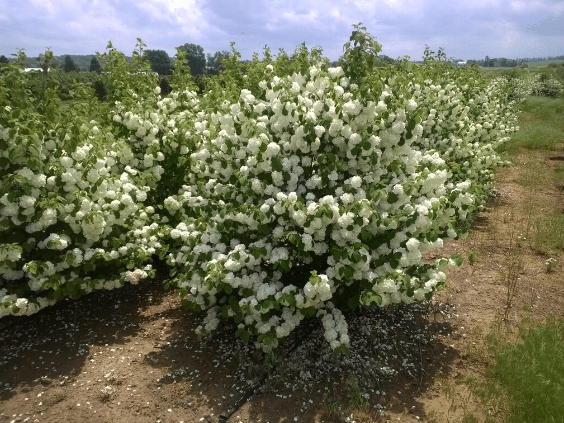 Plant of the Month: Prolific Blooming Viburnum plicatum 'Popcorn'