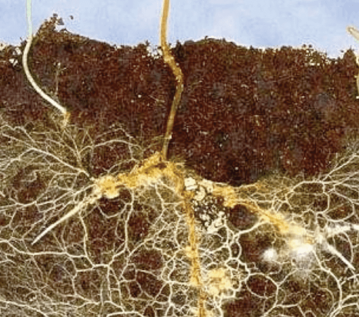 Mycorrhizae