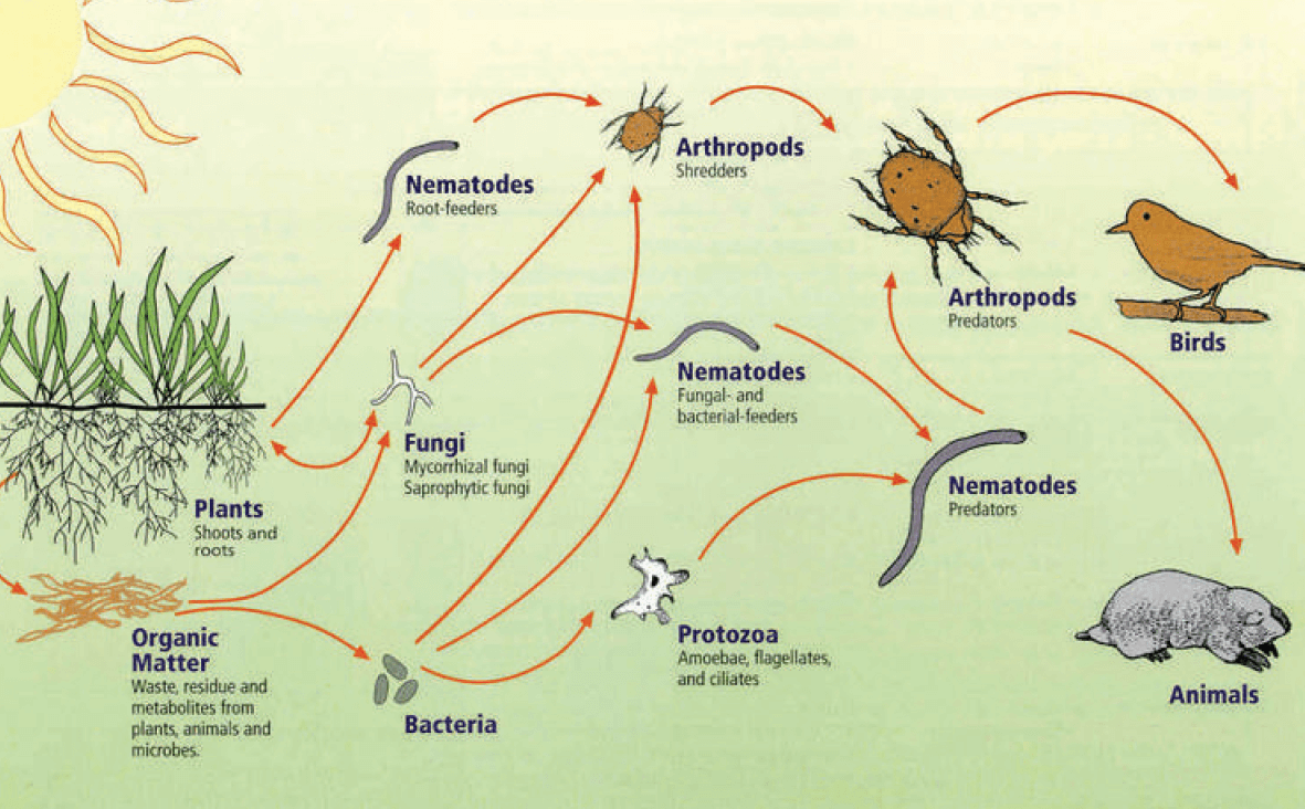 The Soil Food Web