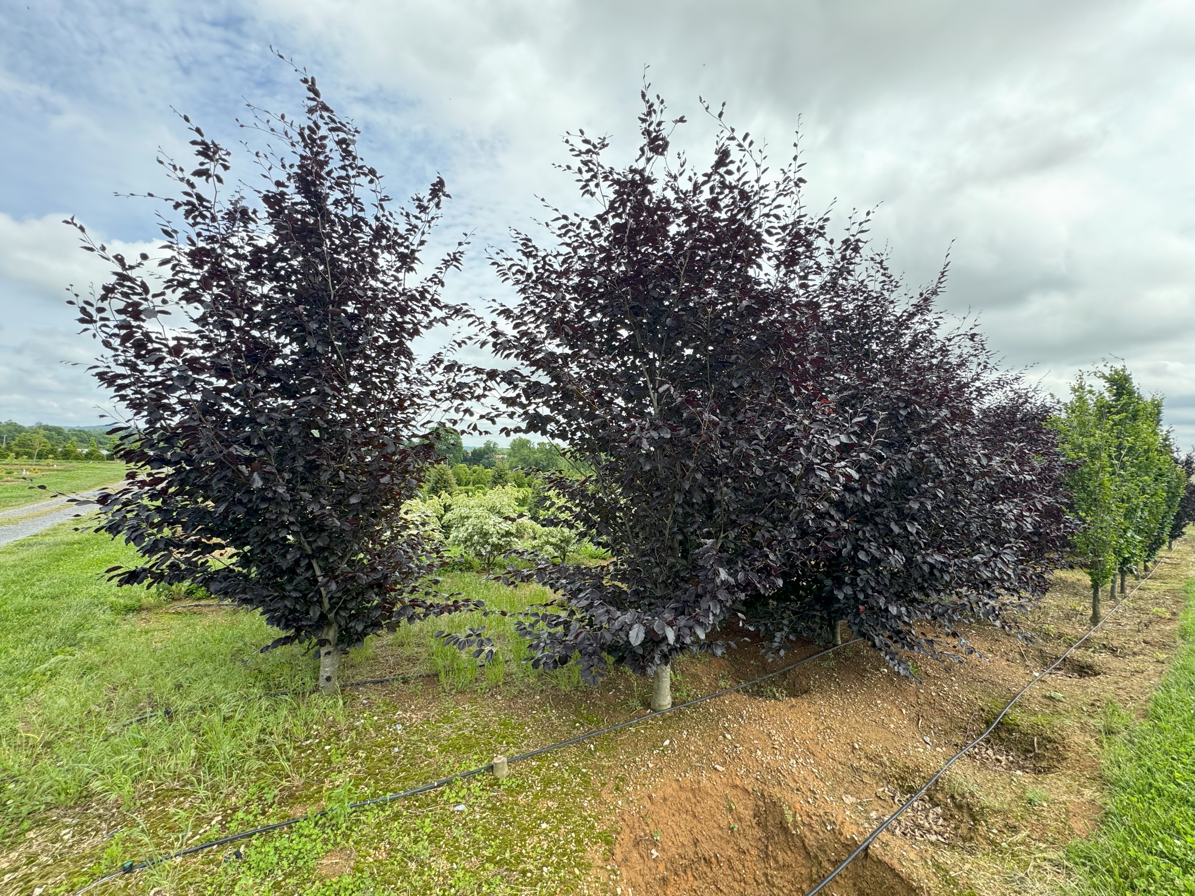 Fagus sylvatica ‘Riversii’: The Regal Purple European Beech