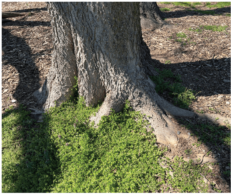 What’s Up (or down) with the Root Flare?